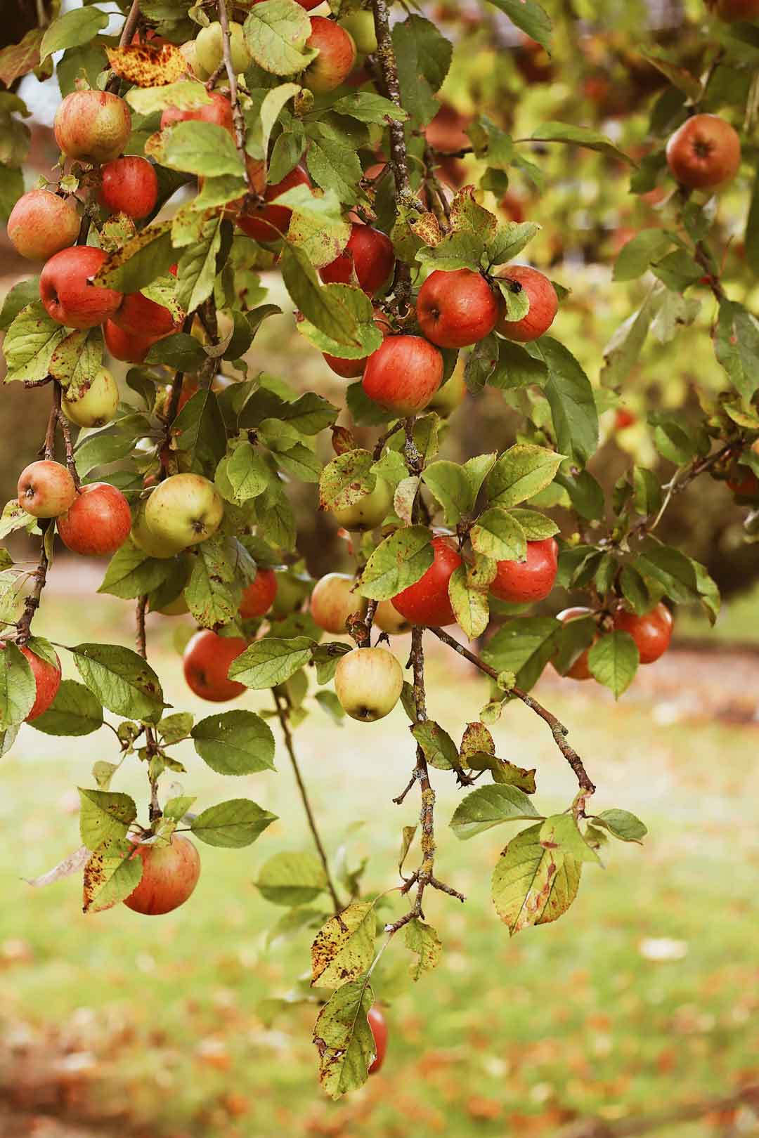 Rawlins Family Cider | New Century Design | Brand Identity & Label Design