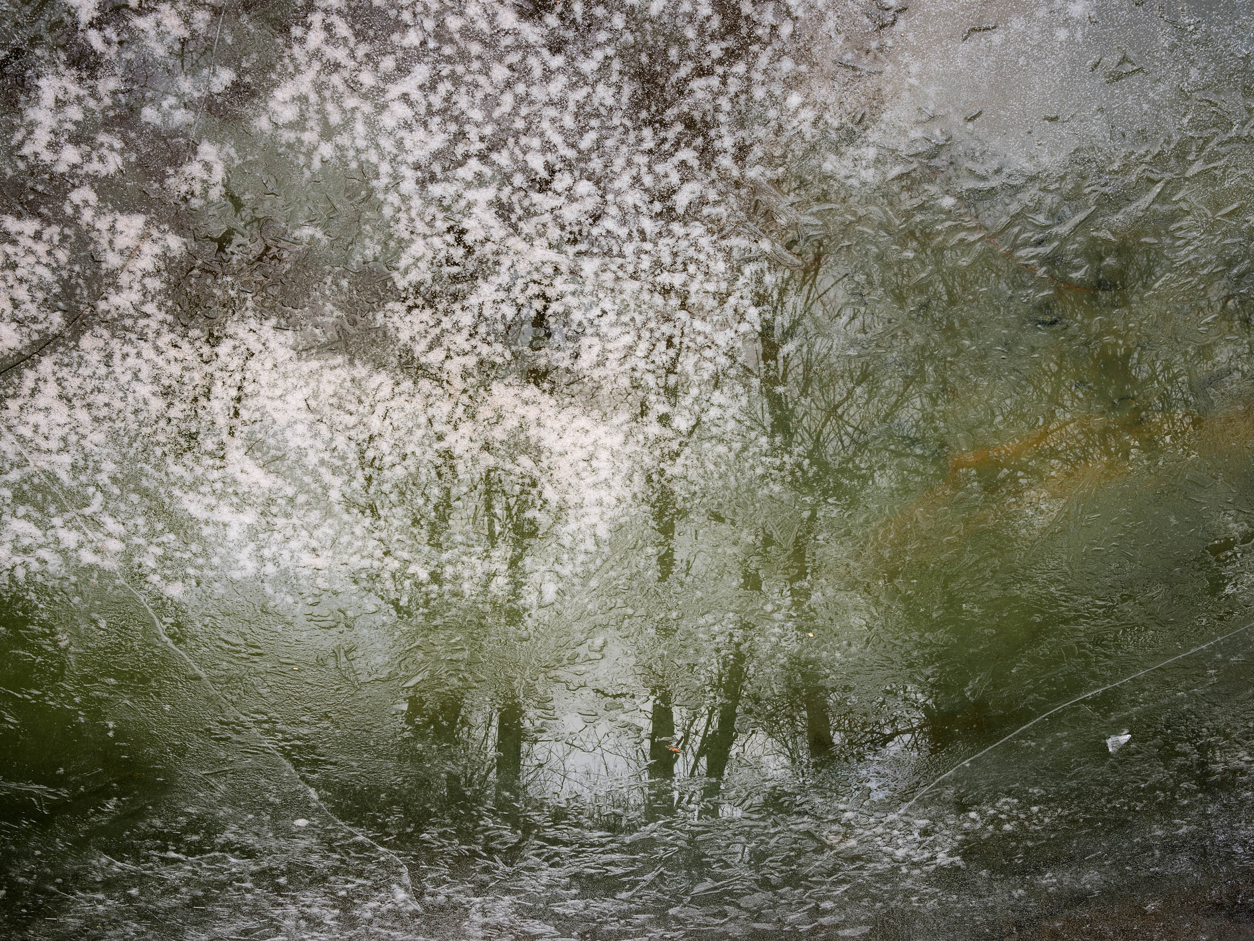 Nature fragments by Gaudenz Danuser | ALPA Image Gallery