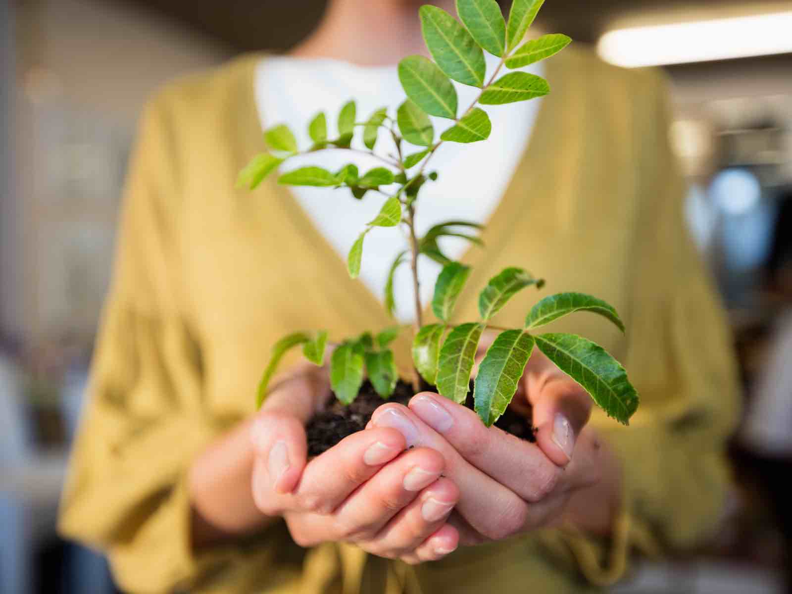 Simple Ways to be an Eco-Friendly Business | Formstack