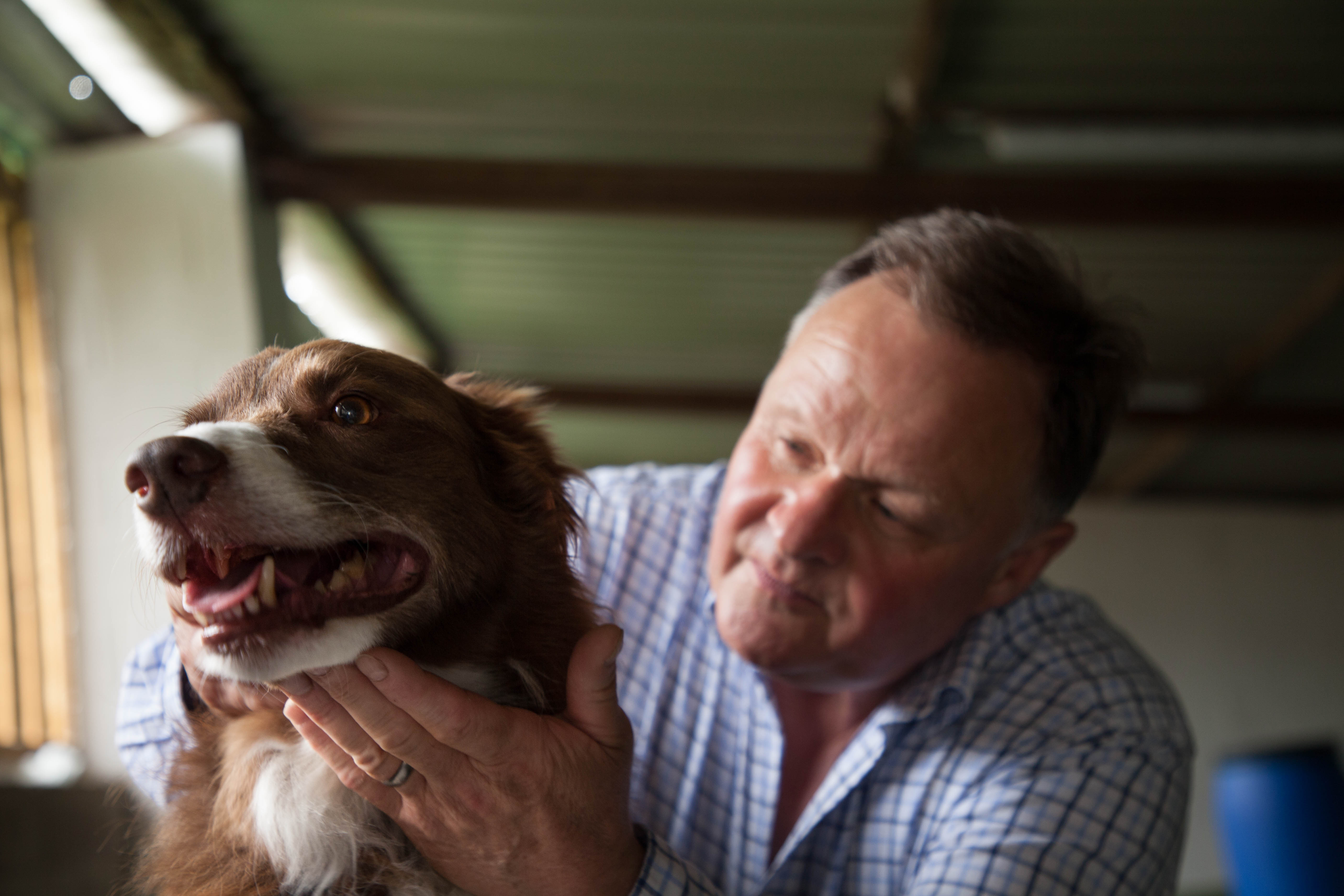 London College of Animal Osteopathy
