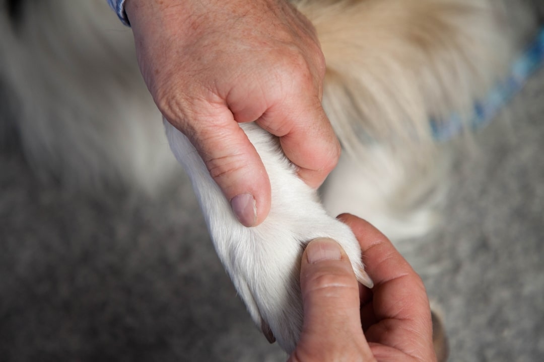London College of Animal Osteopathy