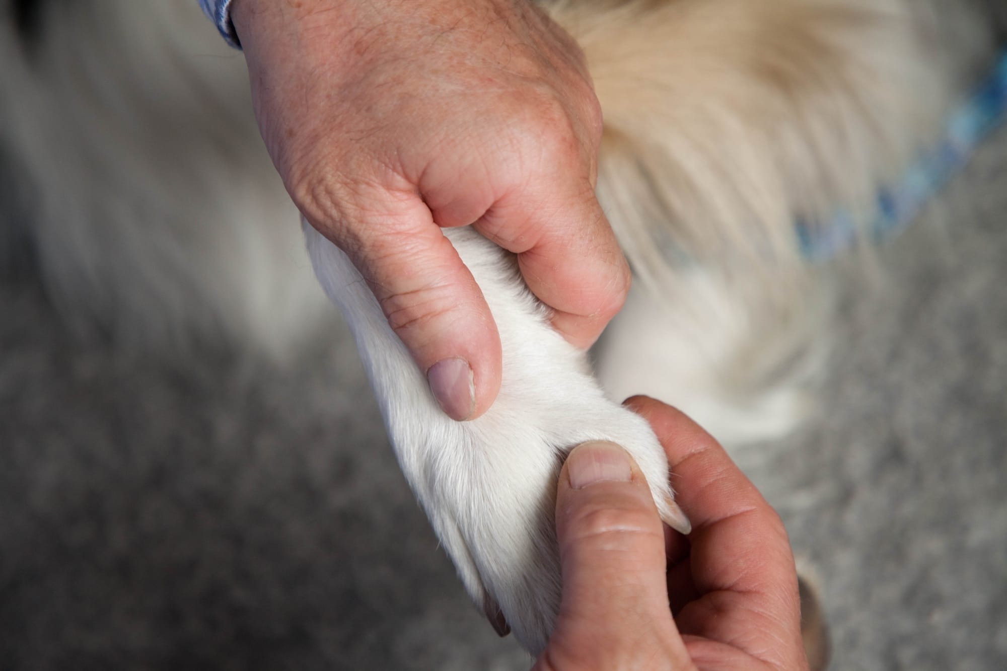 London College of Animal Osteopathy