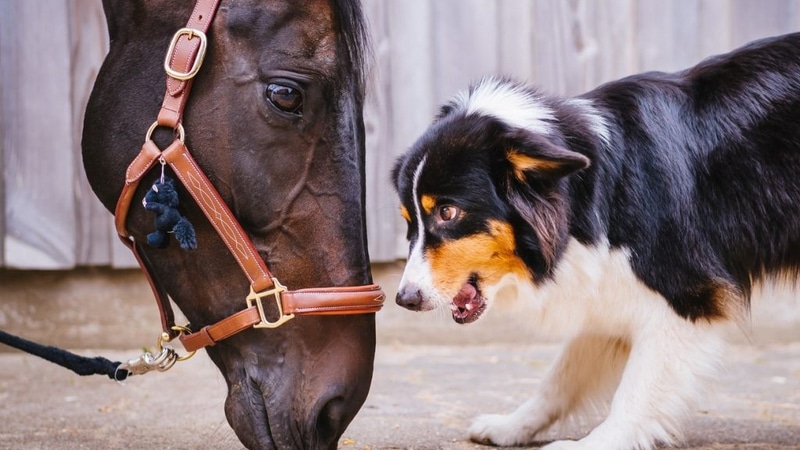 Equine Pathology & Diseases