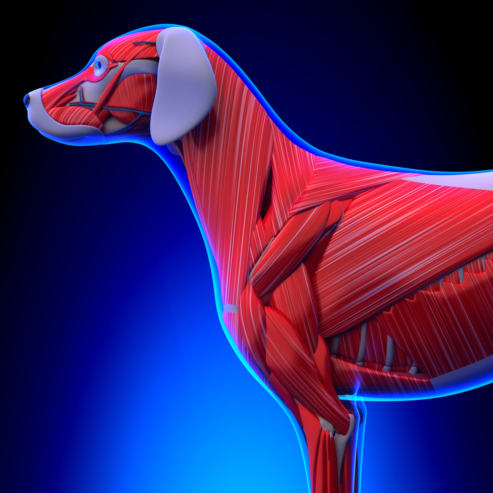 Preclinical Courses in Animal Osteopathy