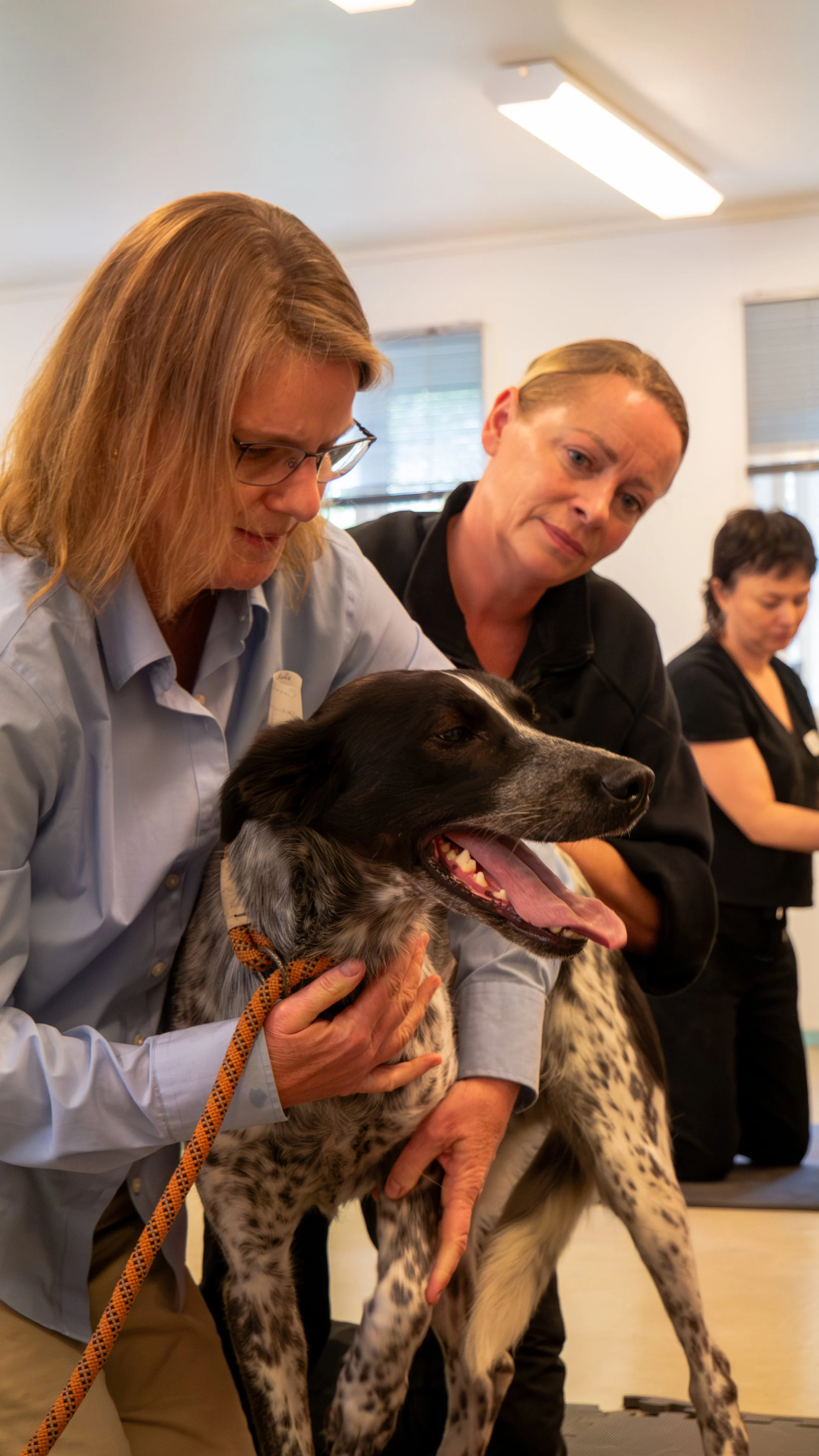 Canine Clinical Assessment