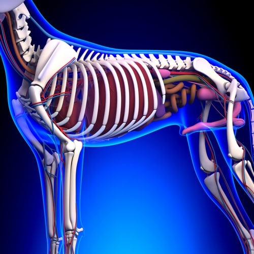 Canine Systemic Anatomy & Physiology