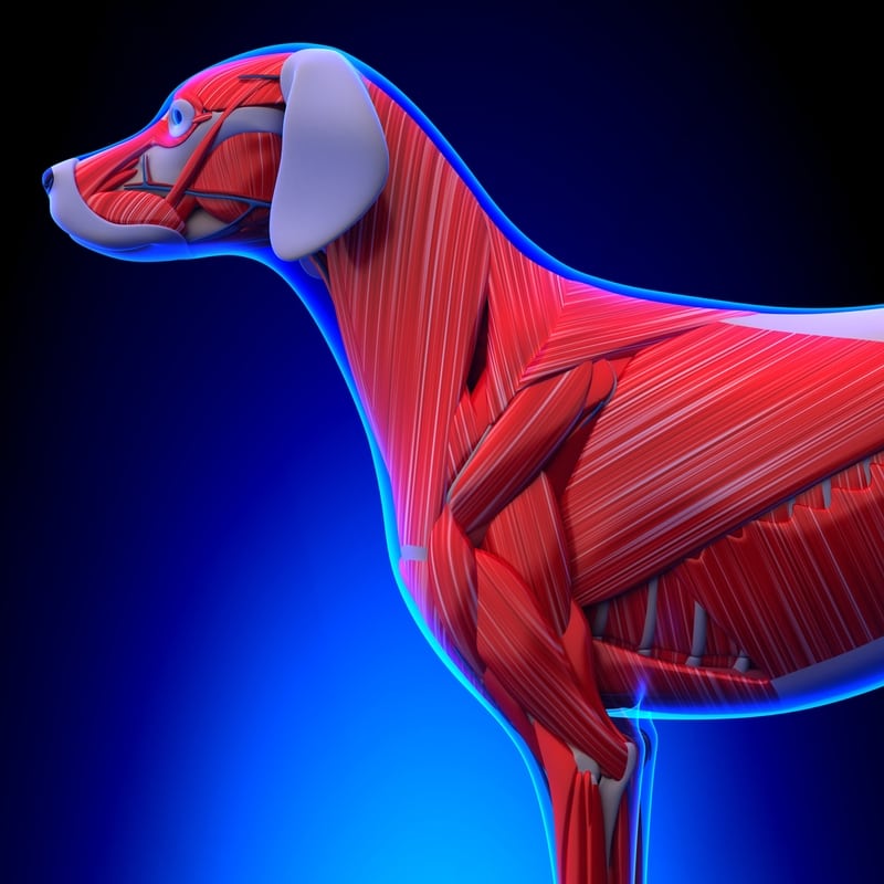 Canine Functional Anatomy & Biomechanics