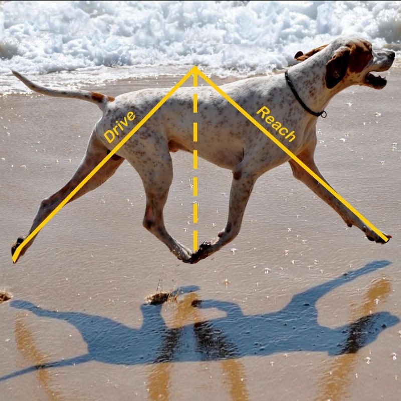 Canine Clinical Assessment