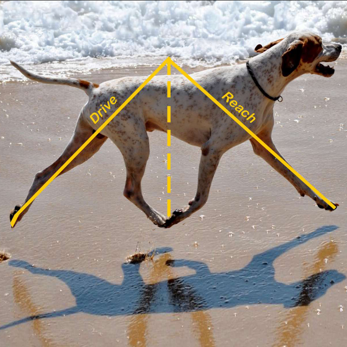 Canine Clinical Assessment