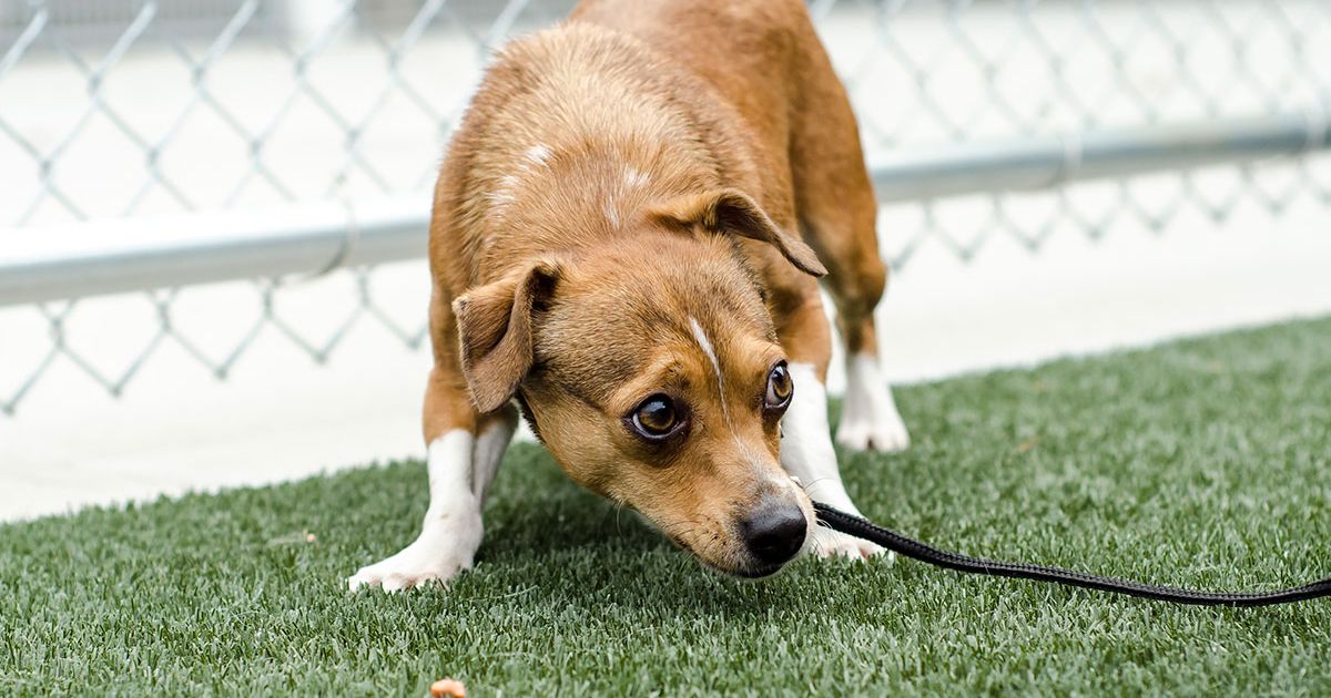 Recognizing Canine Communication