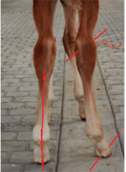 6 Types of Limb Deformities in Horses and How to Recognize Them