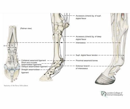 Tendon Injury Rehabilitation in Horses