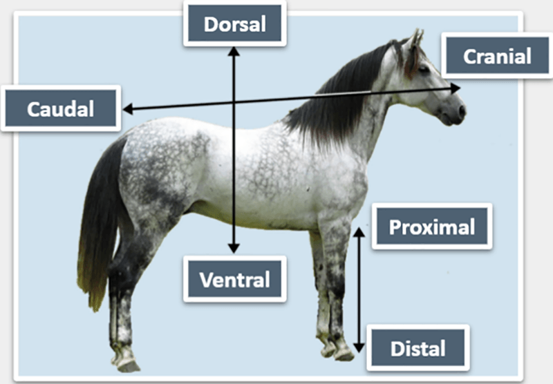 Equine Functional Anatomy & Biomechanics