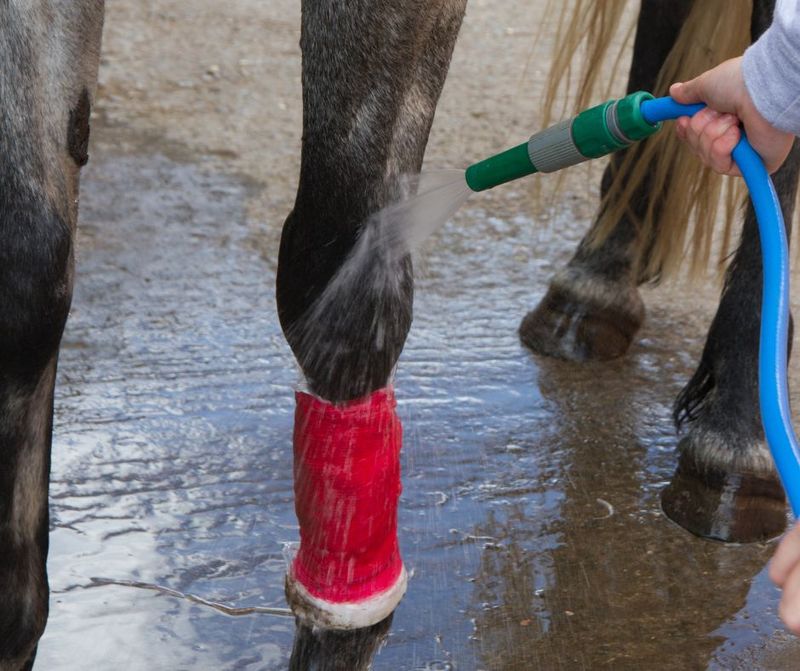 Ice Therapy For Horses