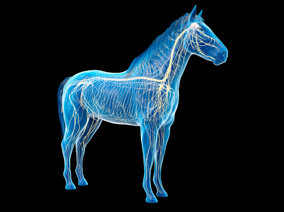 RACE® approved CE Equine Neurophysiology