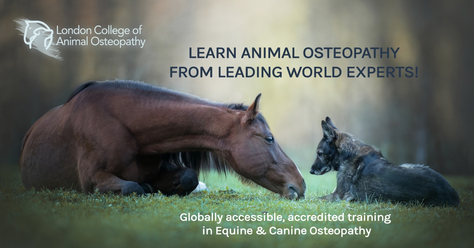 What is Animal Osteopathy?