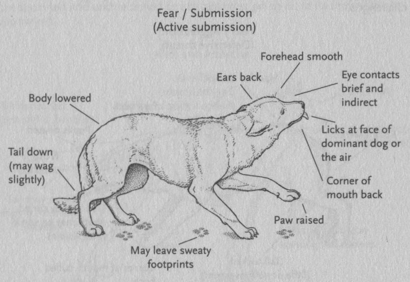 Biopsychosocial Health in Dogs
