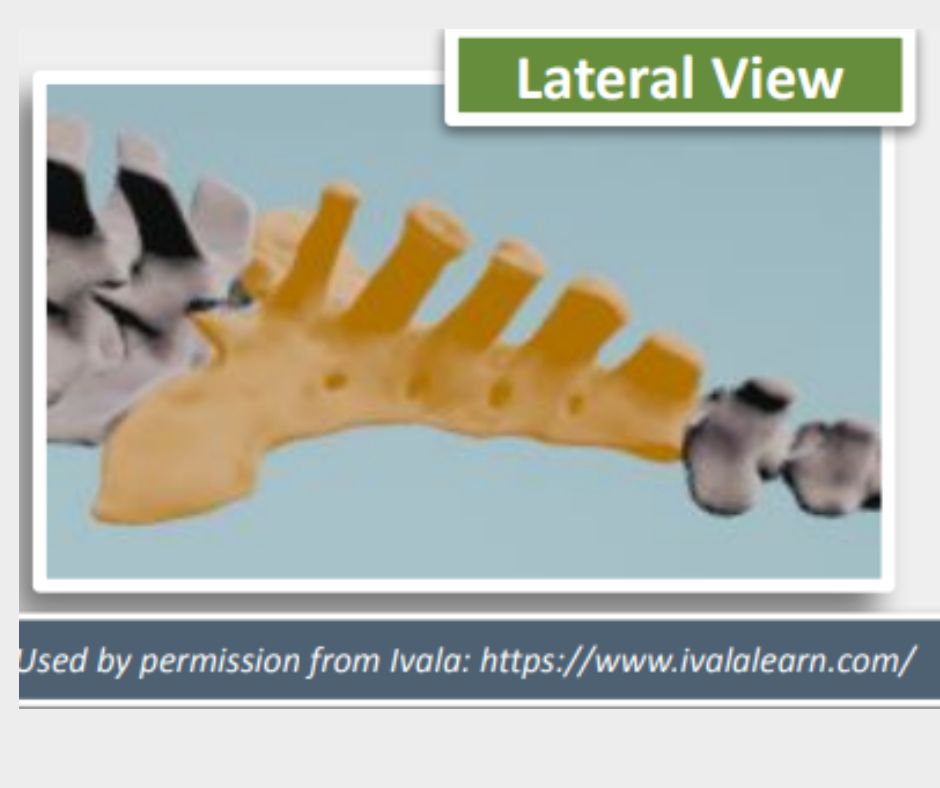 The Main Anatomy Of The Horse’s Back You Need To Know