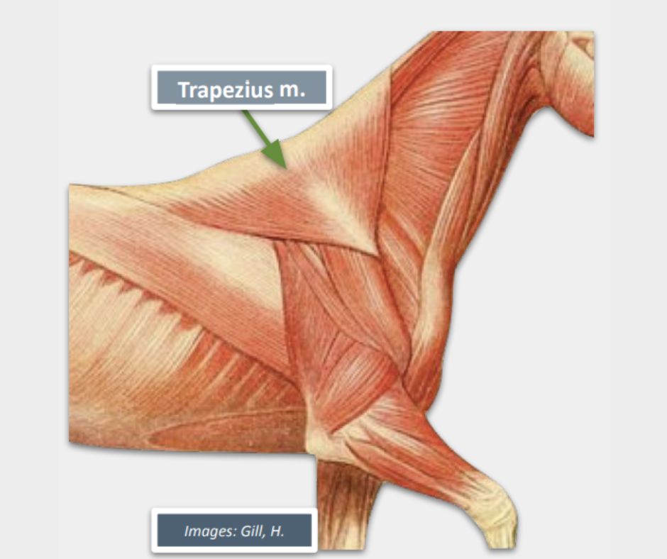 The Main Anatomy Of The Horse’s Back You Need To Know