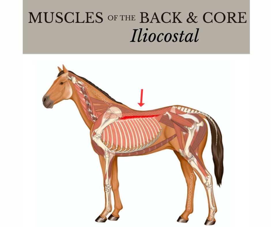 The Main Anatomy Of The Horse’s Back You Need To Know