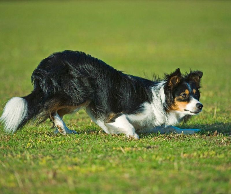 Active Dogs- Lateral Strains