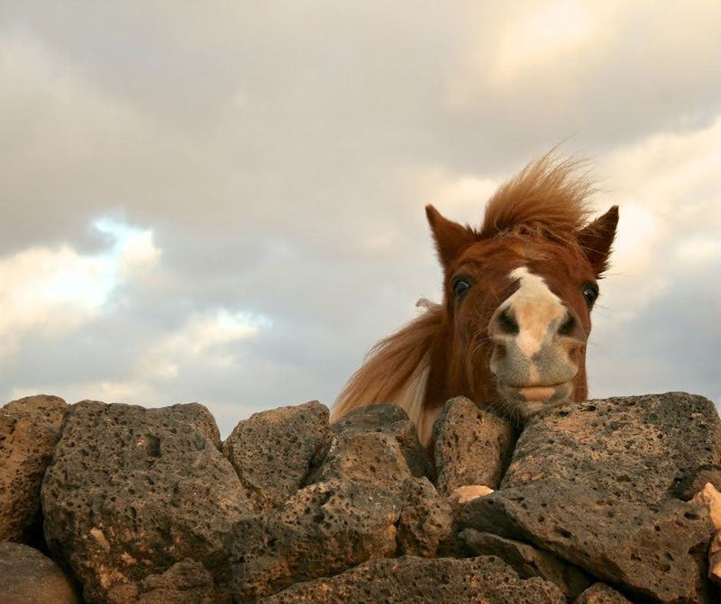 The Splenius Muscle in Horses