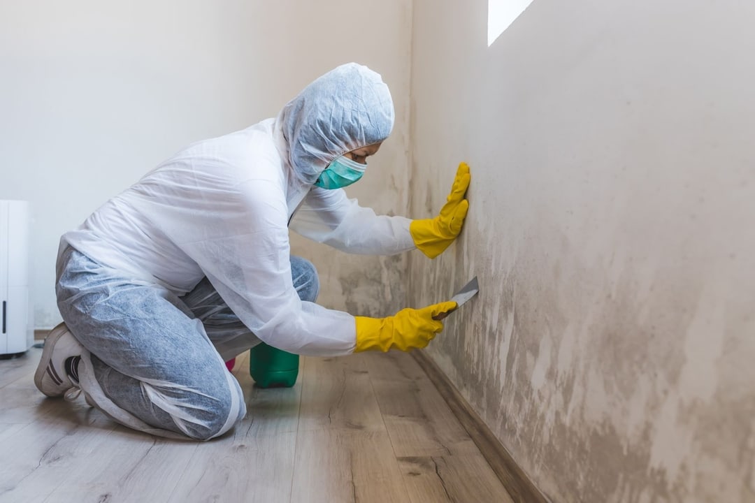 Mould Removal, Inspection and Cleaning Services | Luce MG
