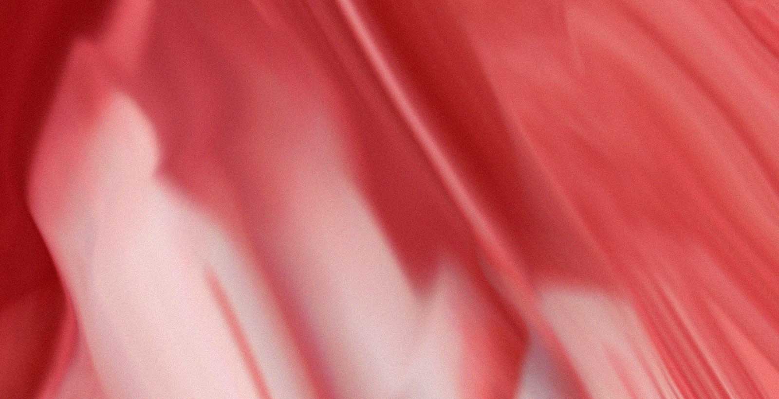 Pizza Tracker, Project Tracker | Lucas Ballasy