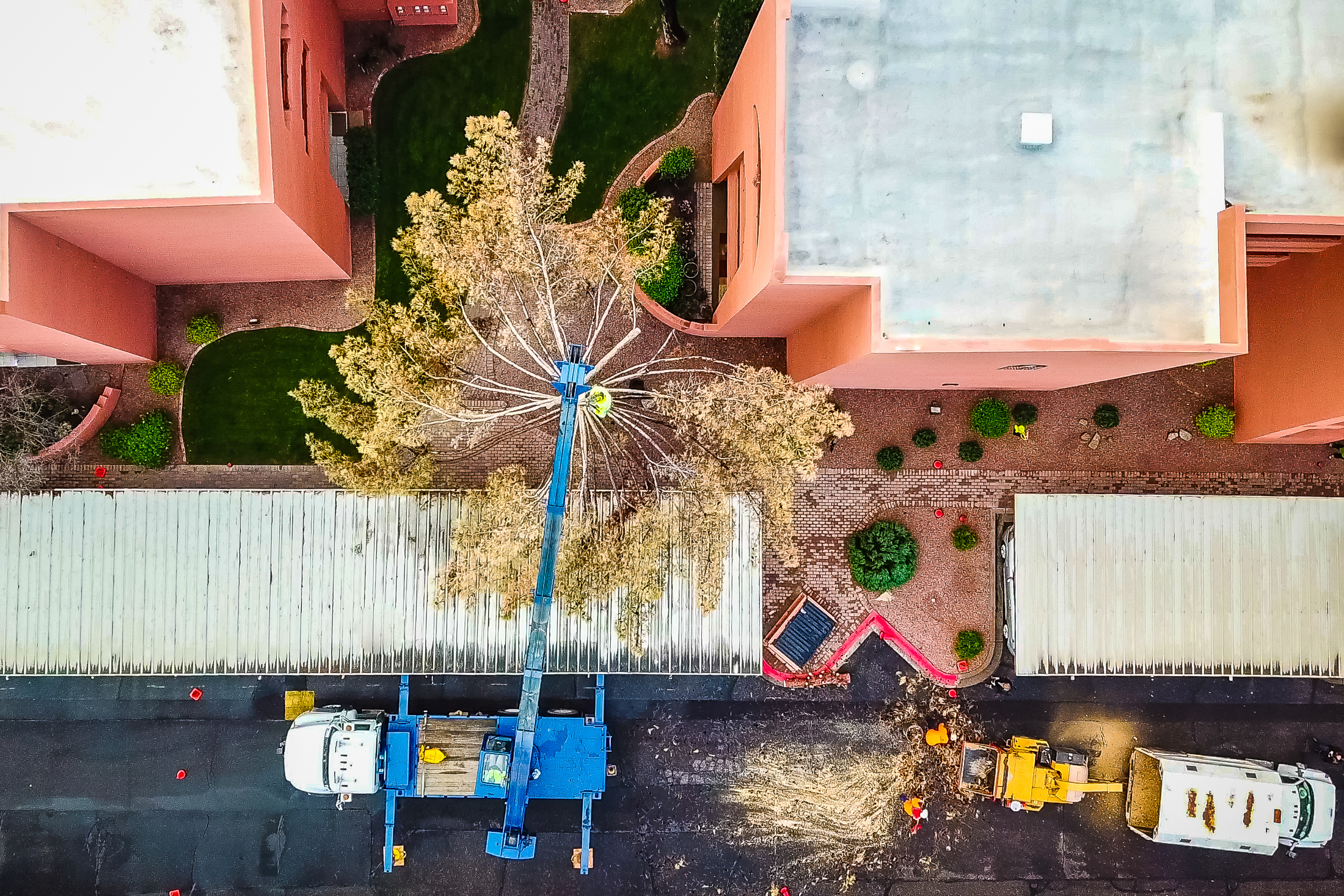 Comprehensive Tree Care Management