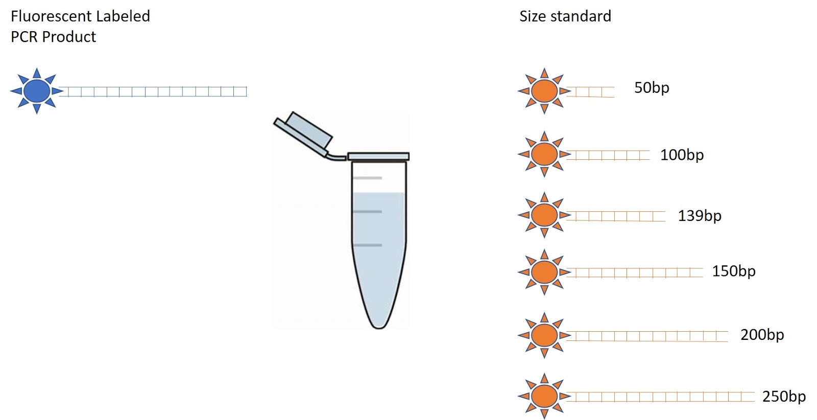 What is fragment analysis? | Macrogen Europe