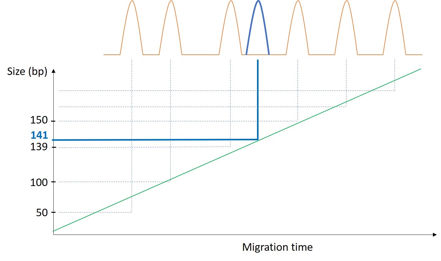 What is fragment analysis? | Macrogen Europe