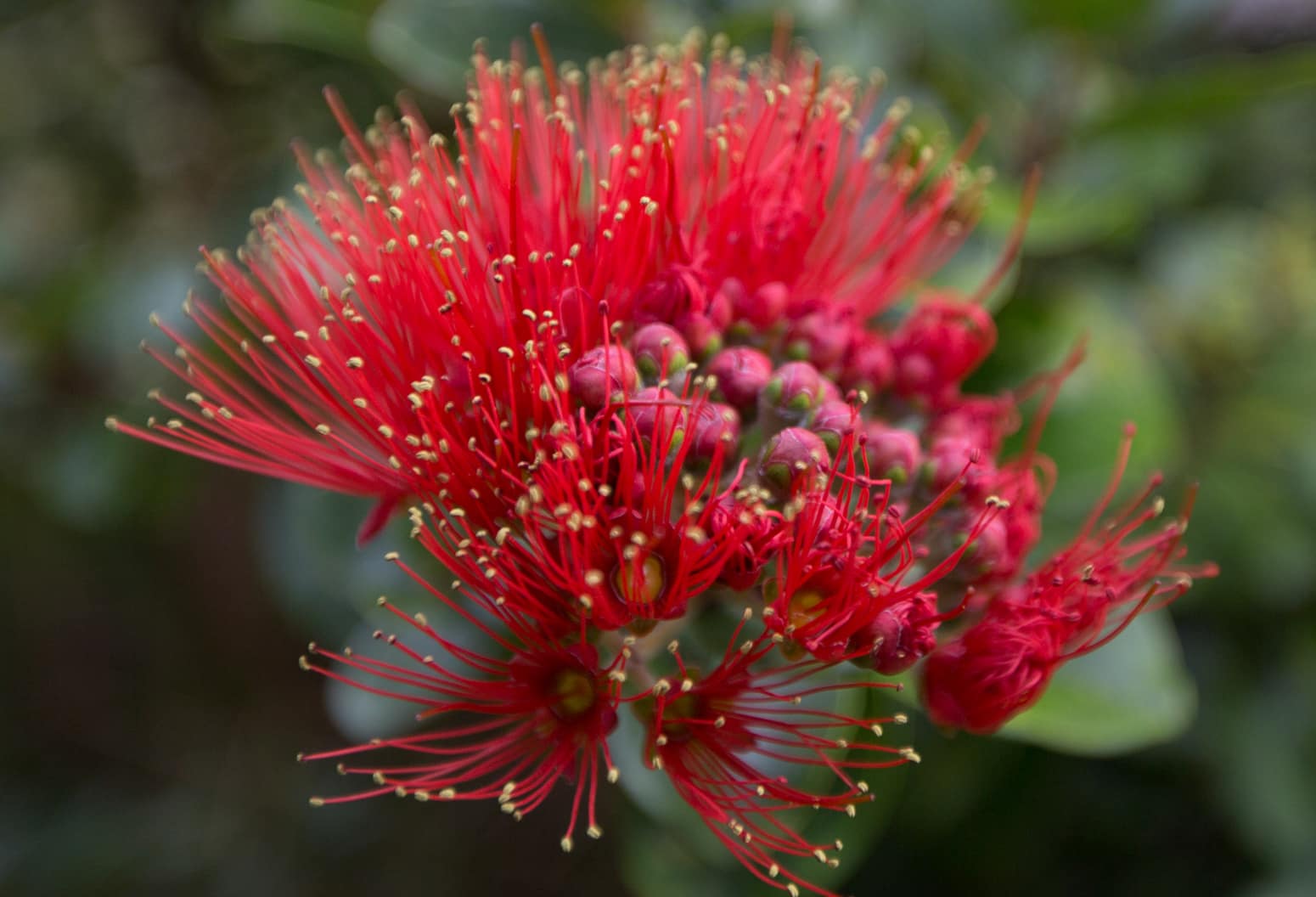 Student Programs | Pilina ʻĀina - Biocultural STEM Education