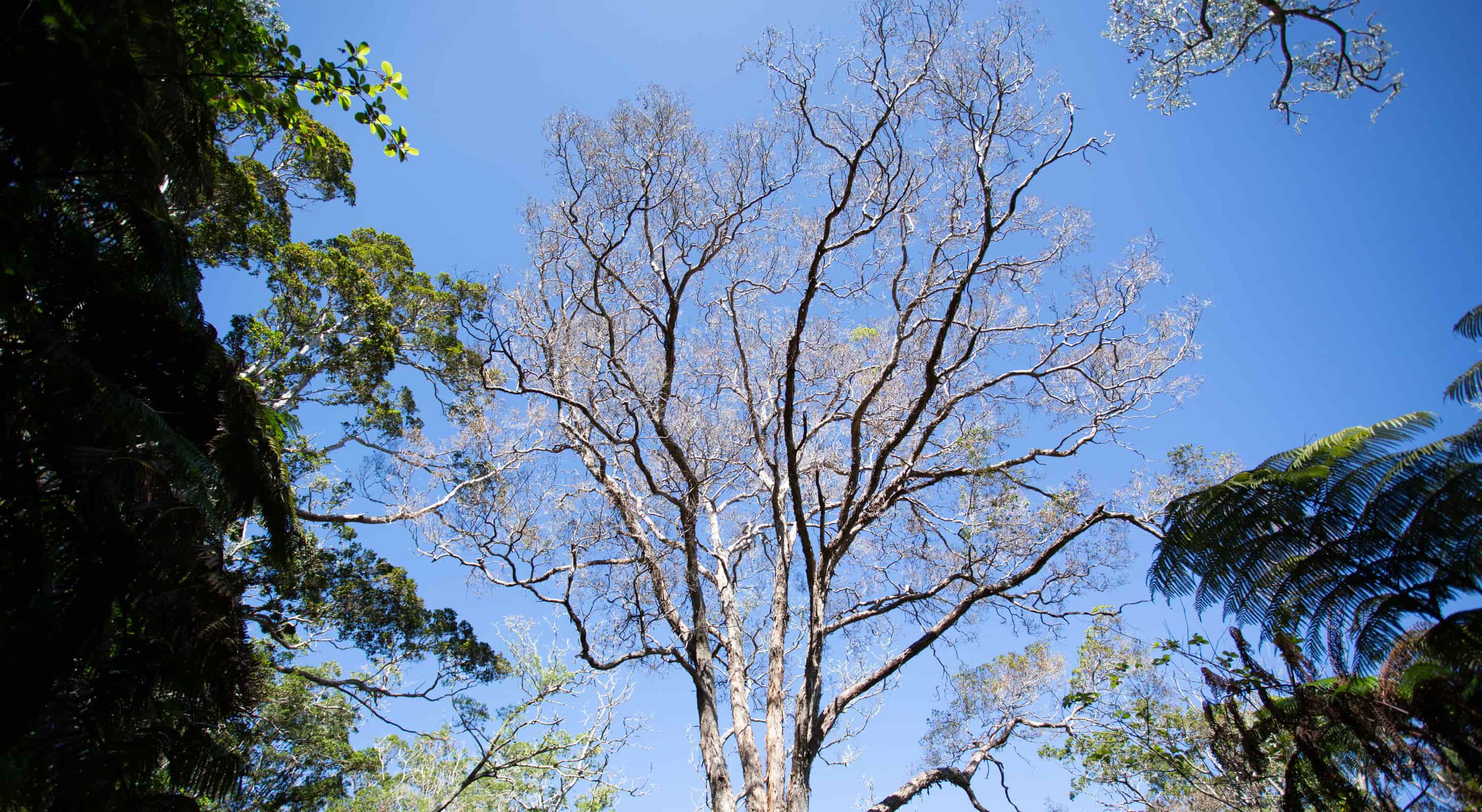 Our STEM Partnership Programs | Pilina ʻĀina - STEM Education For ...