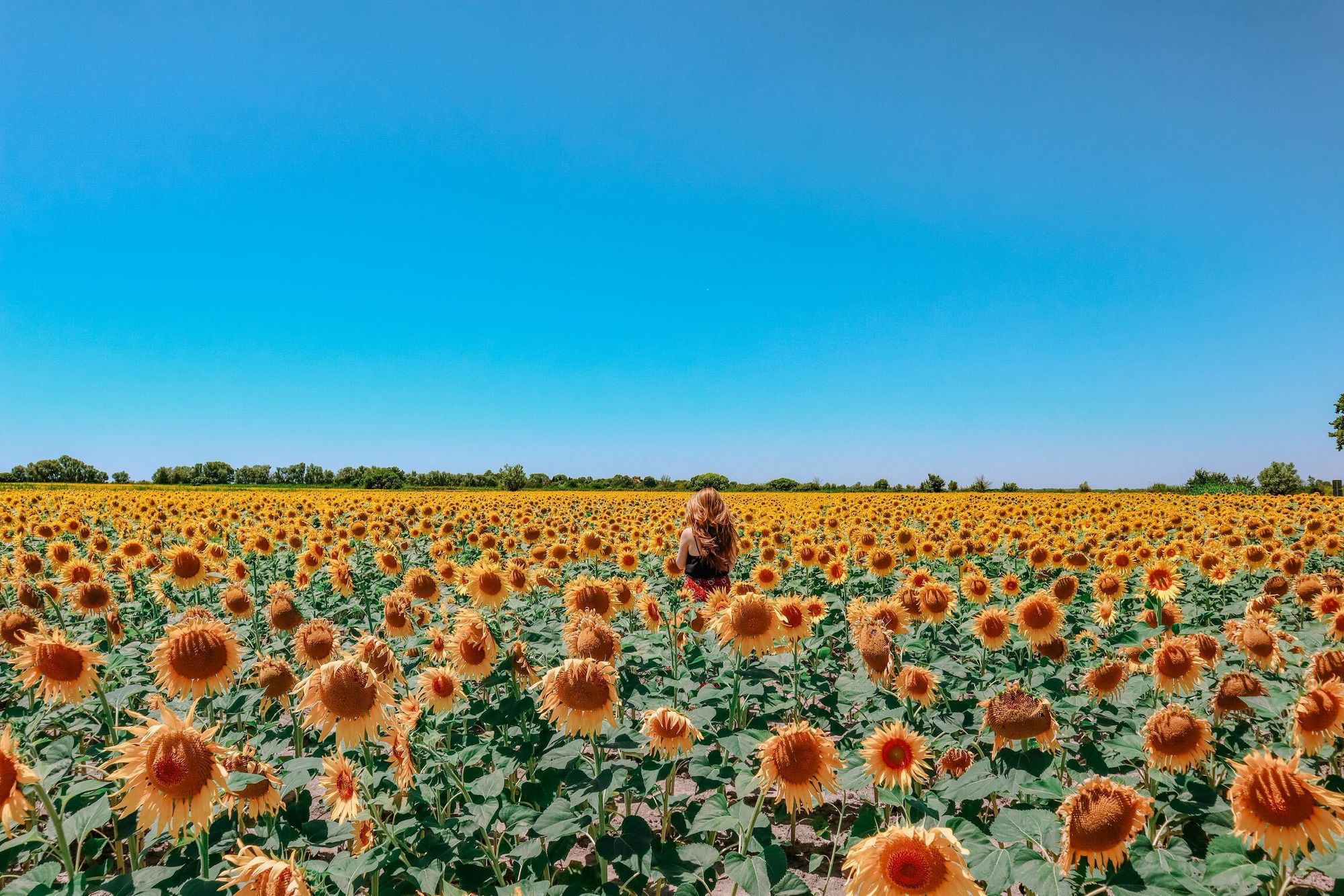 The Spiritual Meaning of Sunflower