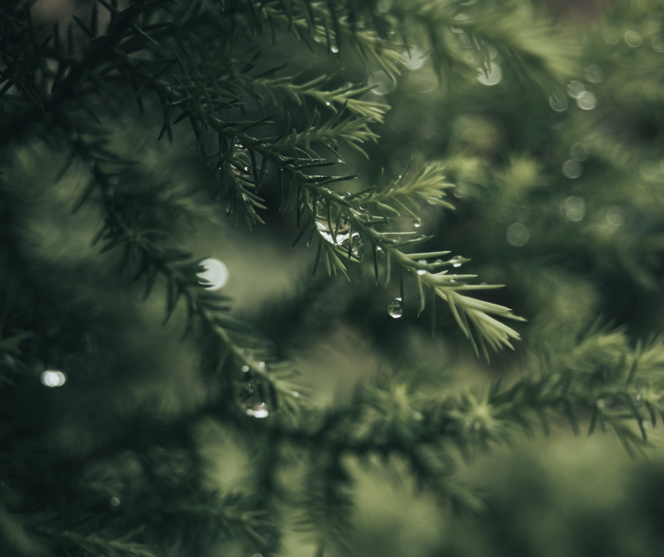 The Spiritual Meaning of Pine Trees