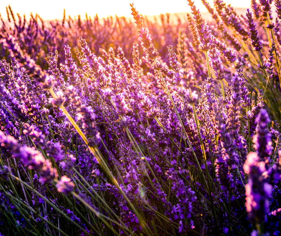 Welcoming Abundance with Litha & Rituals for Midsummer