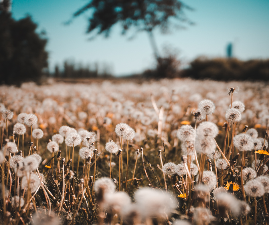 Unveiling the Spiritual Meaning of Dandelions