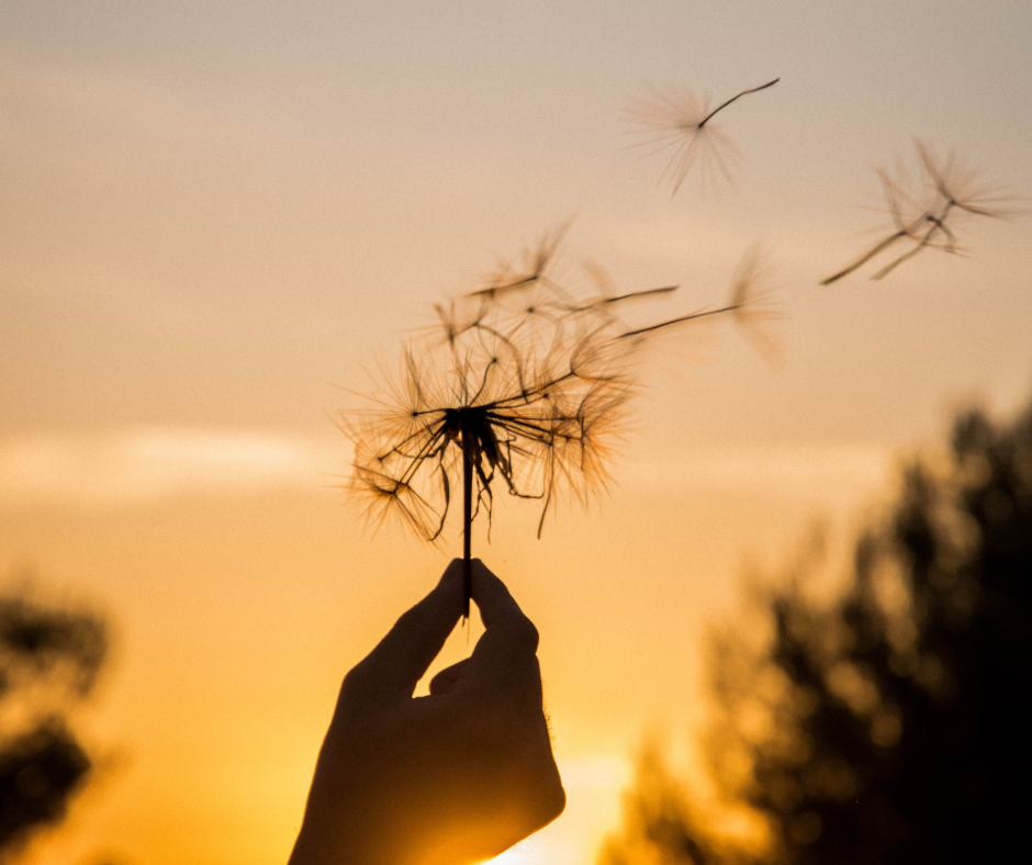 Unveiling the Spiritual Meaning of Dandelions