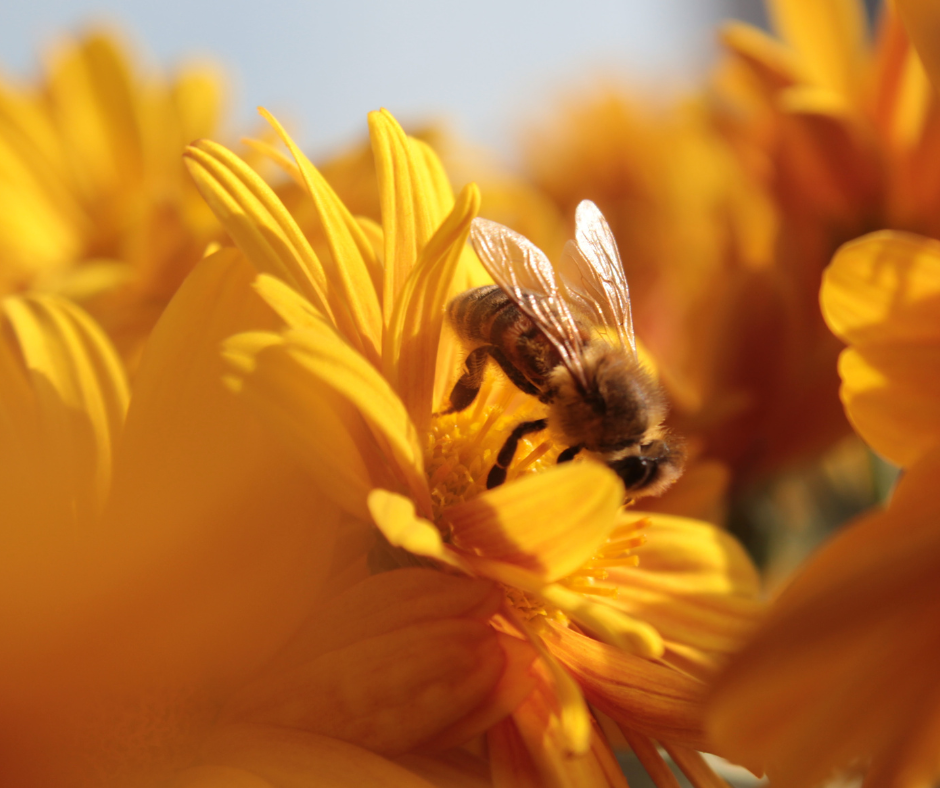 Who Were the Melissae and the Bee Priestesses