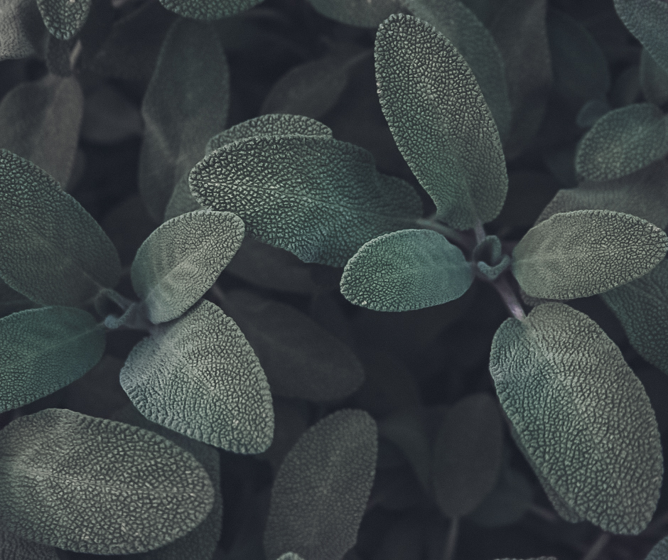 The Spiritual Meaning of Sage