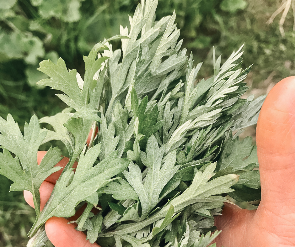 9 Herbs to Enhance Intuition