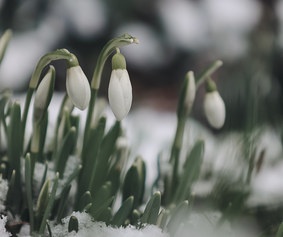 Rituals for Imbolc Season