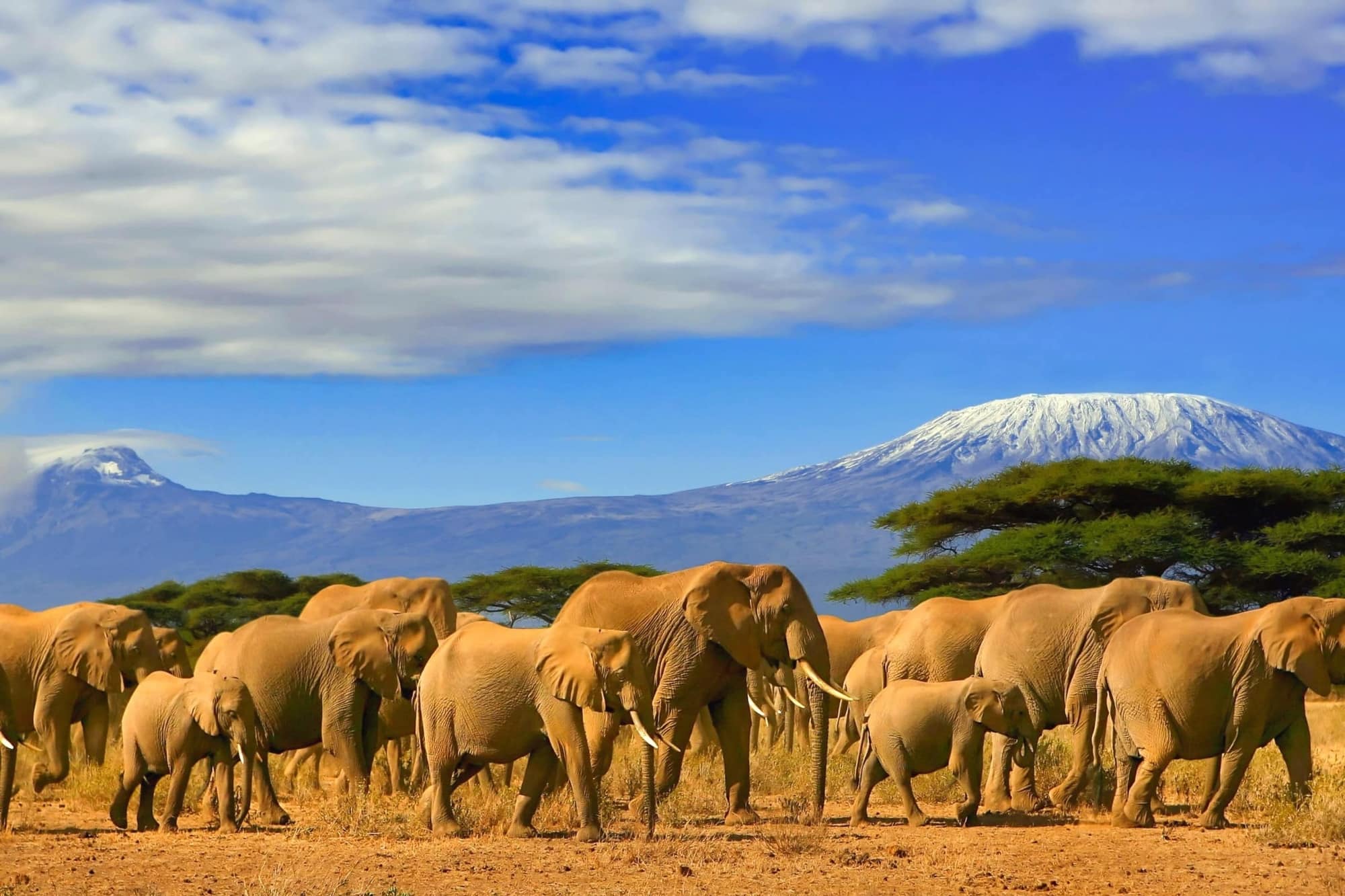 CruisePlus Travel & Tours - Take a Safari in East Africa with Dave Frinton