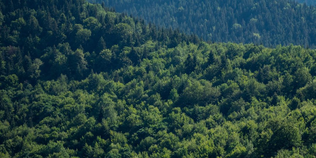 Treecard - The wooden debit card that plants trees.