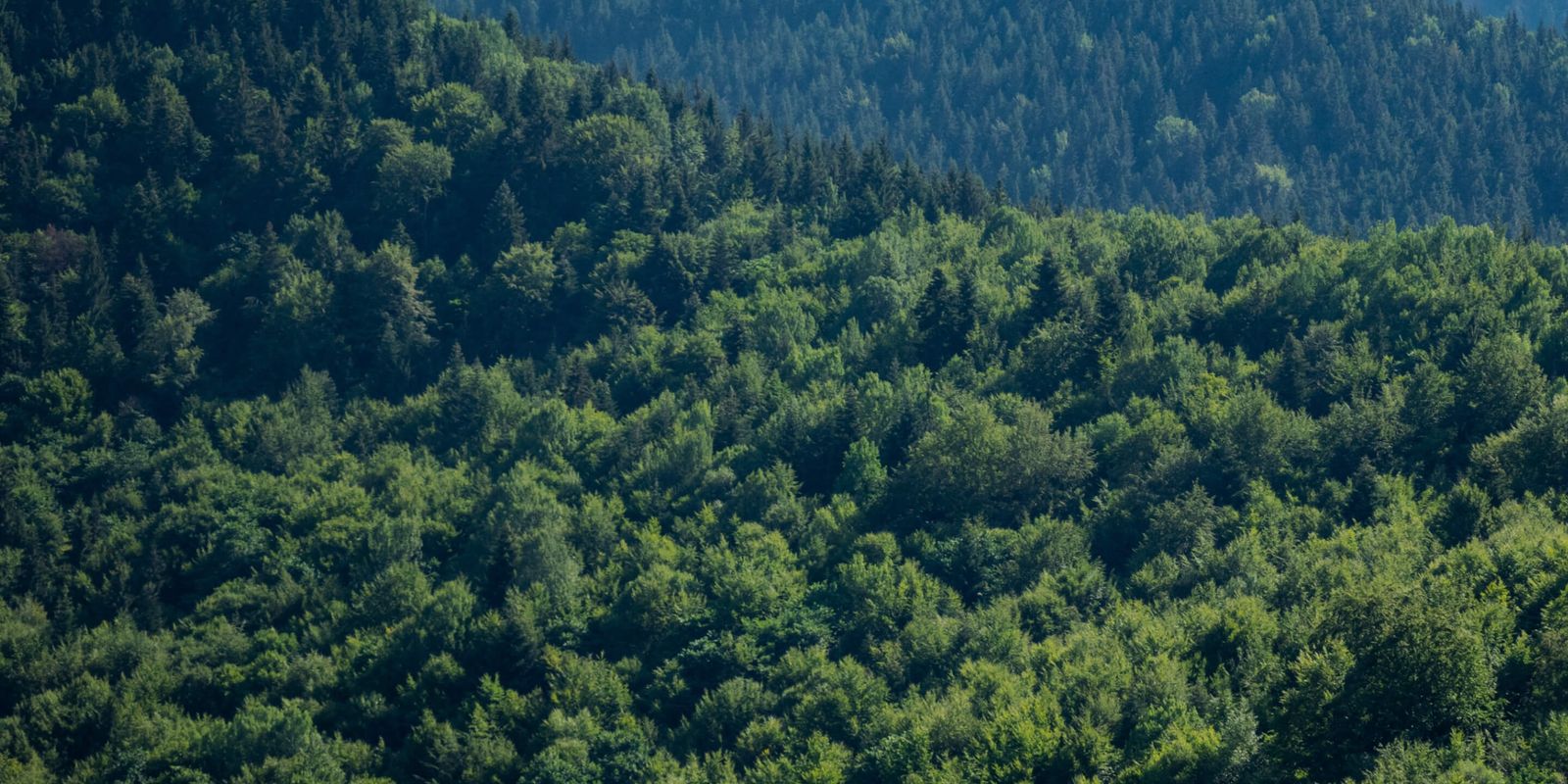 Treecard - The wooden debit card that plants trees.