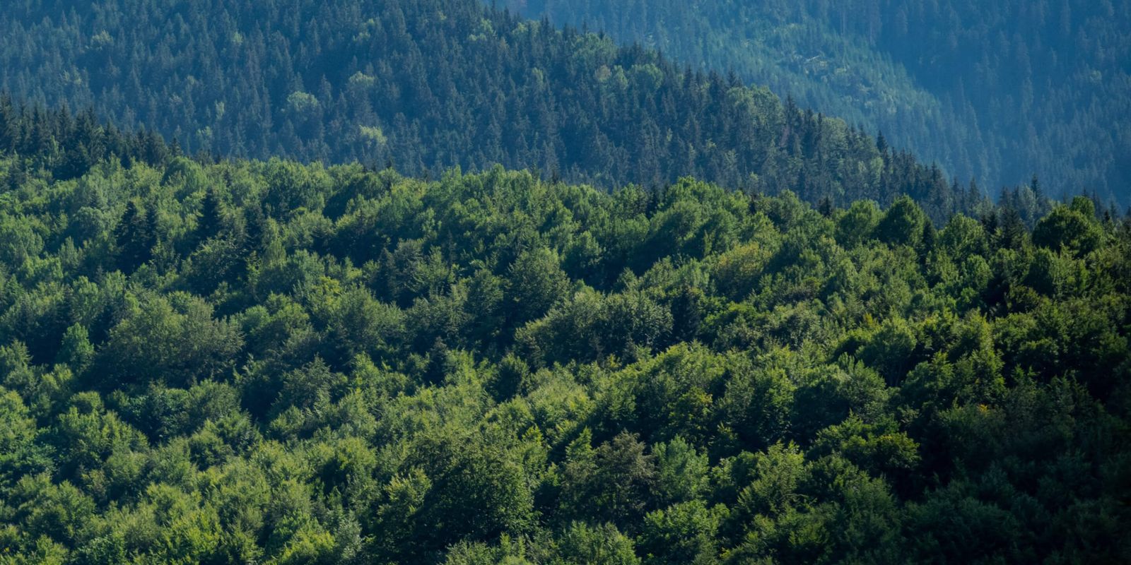 Treecard - The wooden debit card that plants trees.