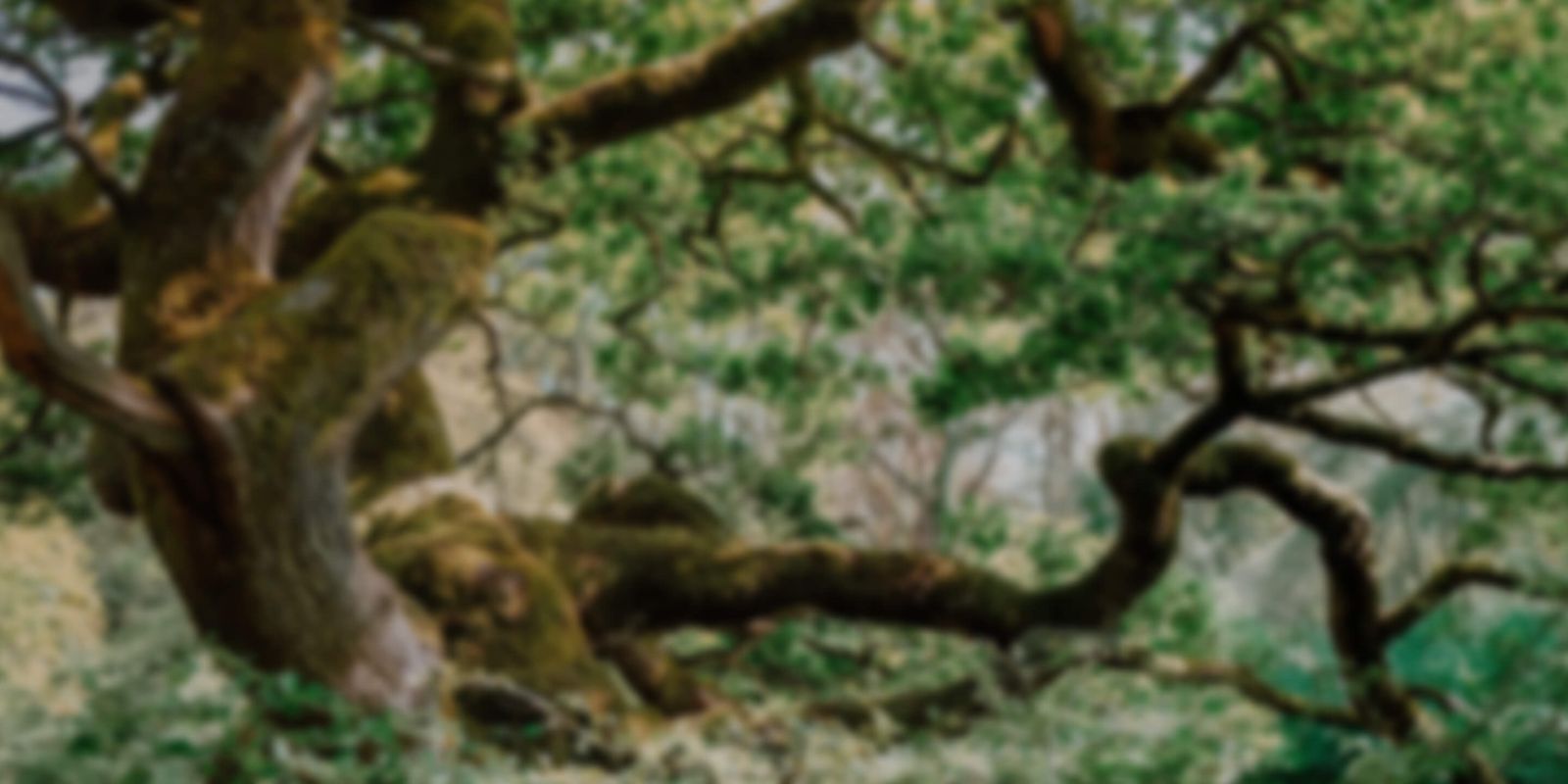 Treecard - The wooden debit card that plants trees.