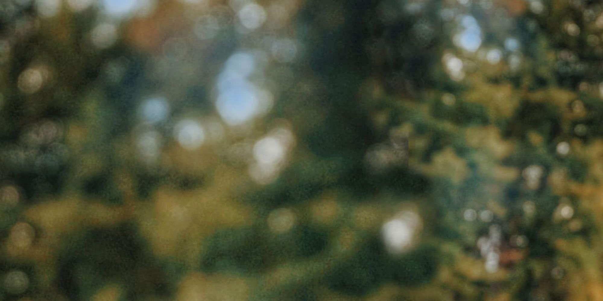 Treecard - The wooden debit card that plants trees.