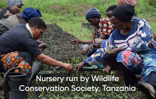 Treecard - The wooden debit card that plants trees.
