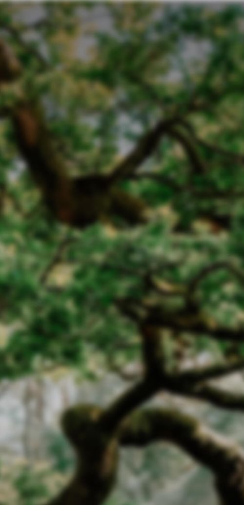 Treecard - The wooden debit card that plants trees.